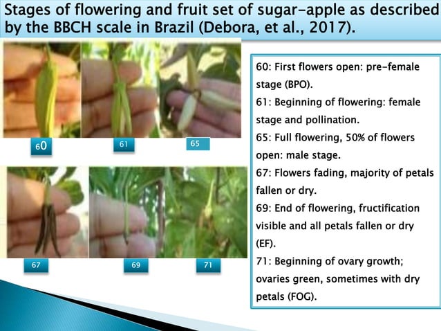 Physiology of flowering and fruiting of important fruit crops | PPTX