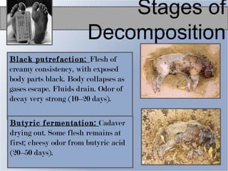 Chapter 13 - Process of Death | PPT