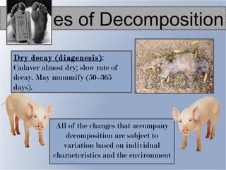 Chapter 13 - Process of Death | PPT