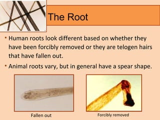 forensics ch 5 & 6 notes | PPT