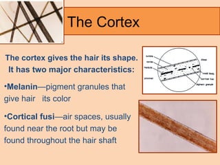forensics ch 5 & 6 notes | PPT