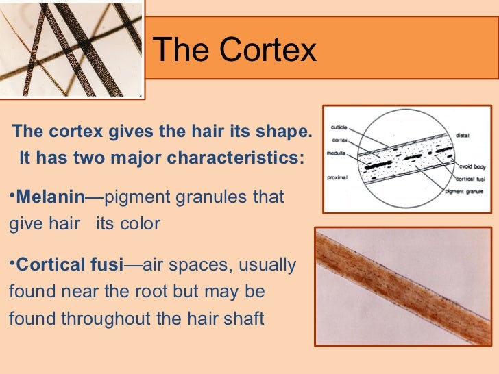 forensics ch 5 & 6 notes