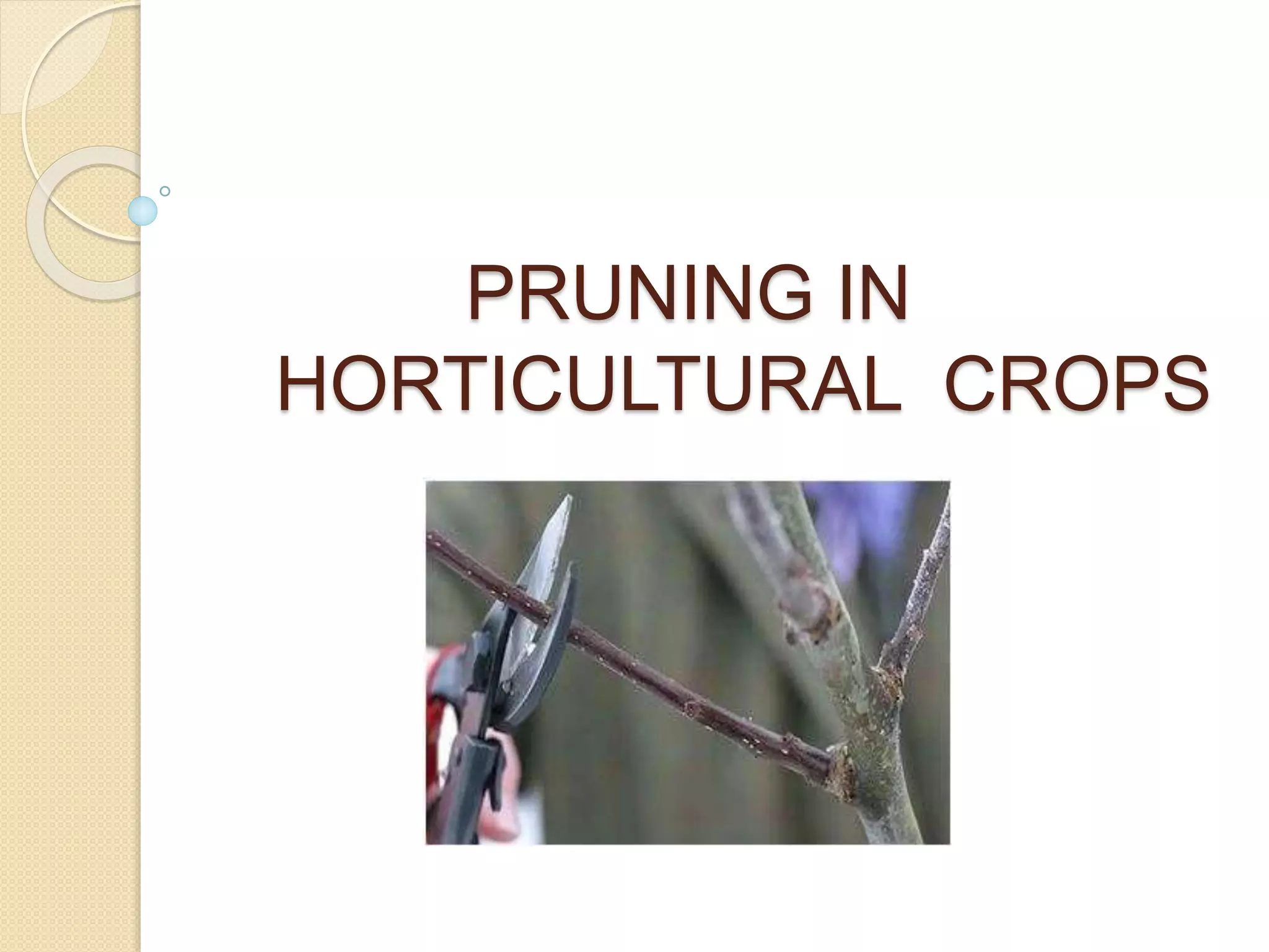 Pruning in horticultural crops | PPTX