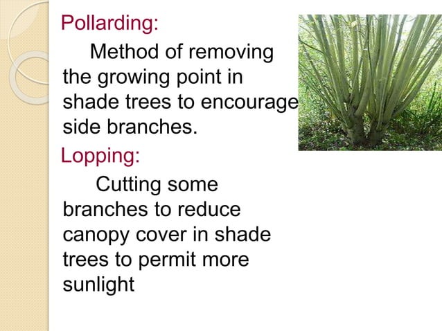 Pruning in horticultural crops | PPTX | Gardening | Home & Garden