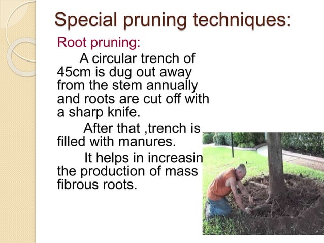 Pruning in horticultural crops | PPTX | Gardening | Home & Garden