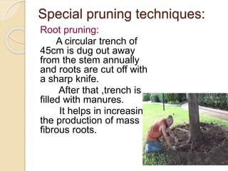 Pruning in horticultural crops | PPT