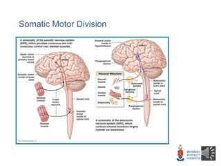 FSG 280 2021 lecture 5. Neurophysiology. | PPTX