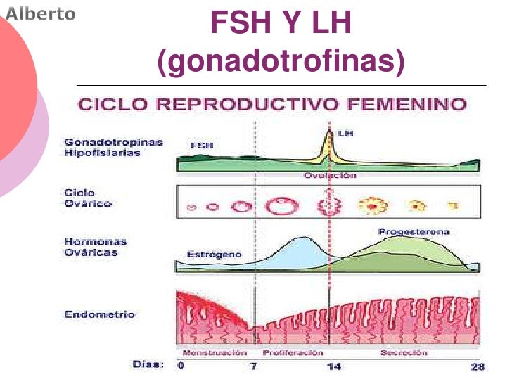 FSH y LH