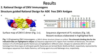 Protective ZIKV Vaccines Engineered to eliminate enhancement of dengue ...