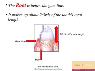 Root Canal Therapy | PPT