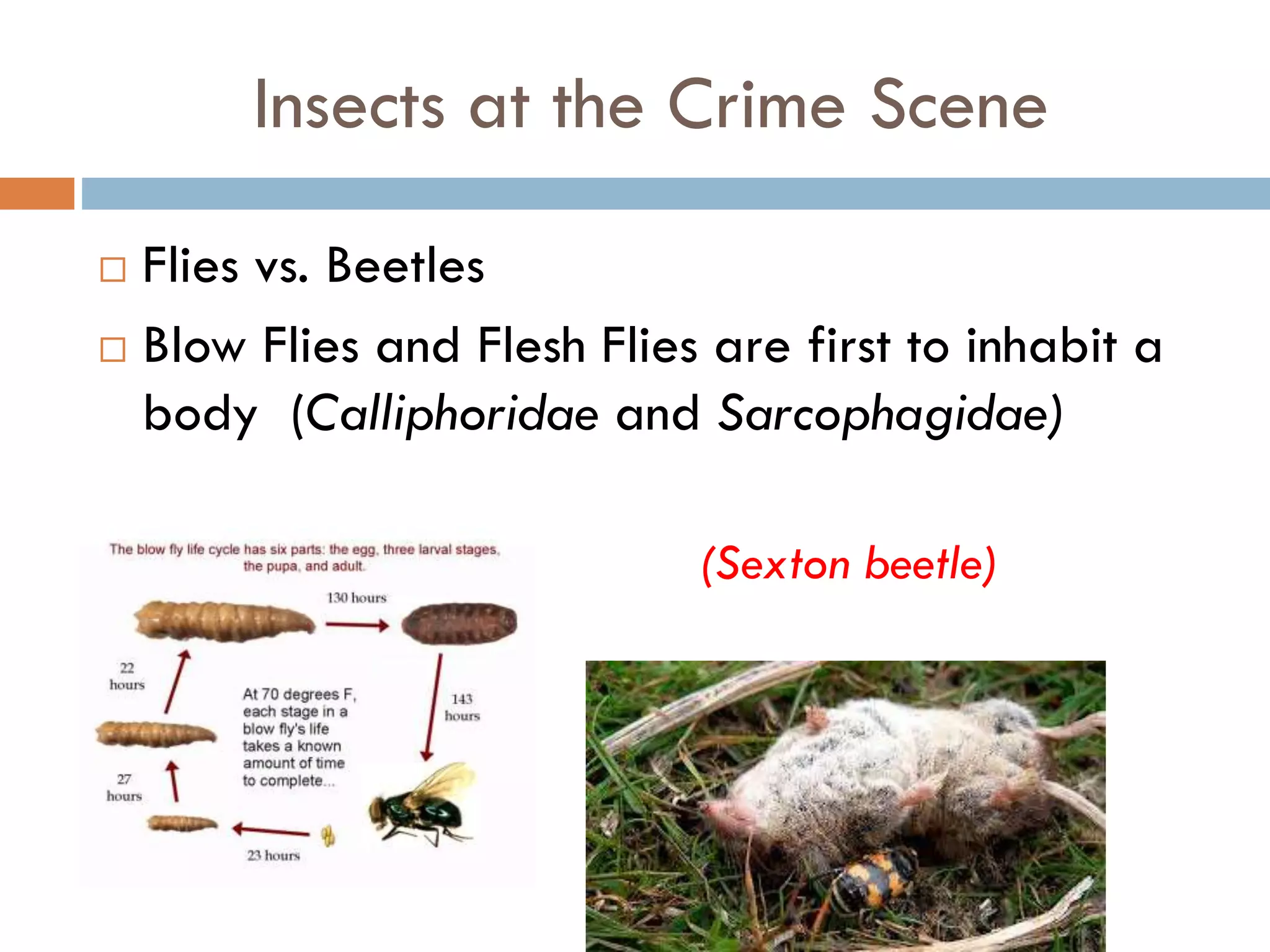 Forensic Entomology | PPT