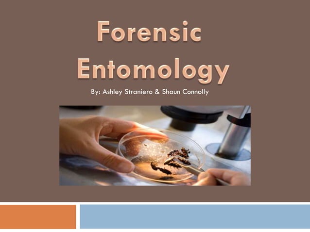 Forensic Entomology | PPT | Free Download