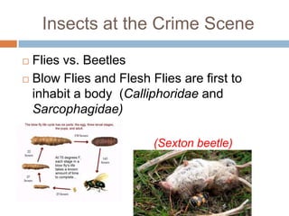 Forensic Entomolgy | PPTX