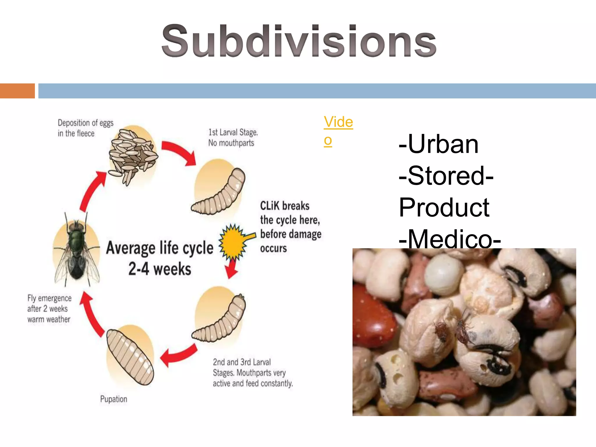 Forensic Entomology | PPT
