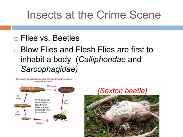 Forensic Entomology | PPT