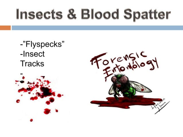 Forensic Entomology | PPT