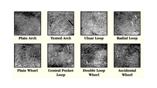 significance of fingerprinting , skin pattern and its collection with ...