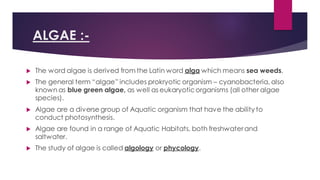 ALGAE AND YEAST | PDF