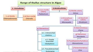 ALGAE AND YEAST | PDF