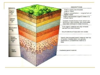 Fss soil profile | PPT