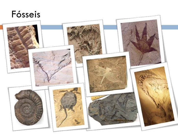 Fosseis