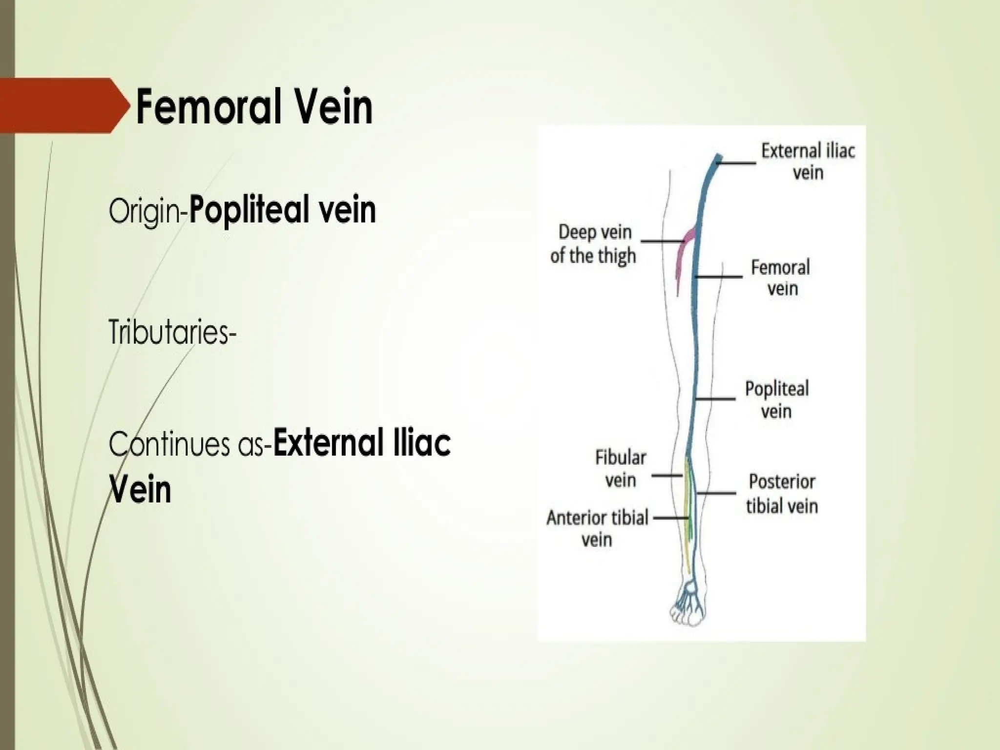 femoral triangle and its anatomy blood and nerve supply | PPT