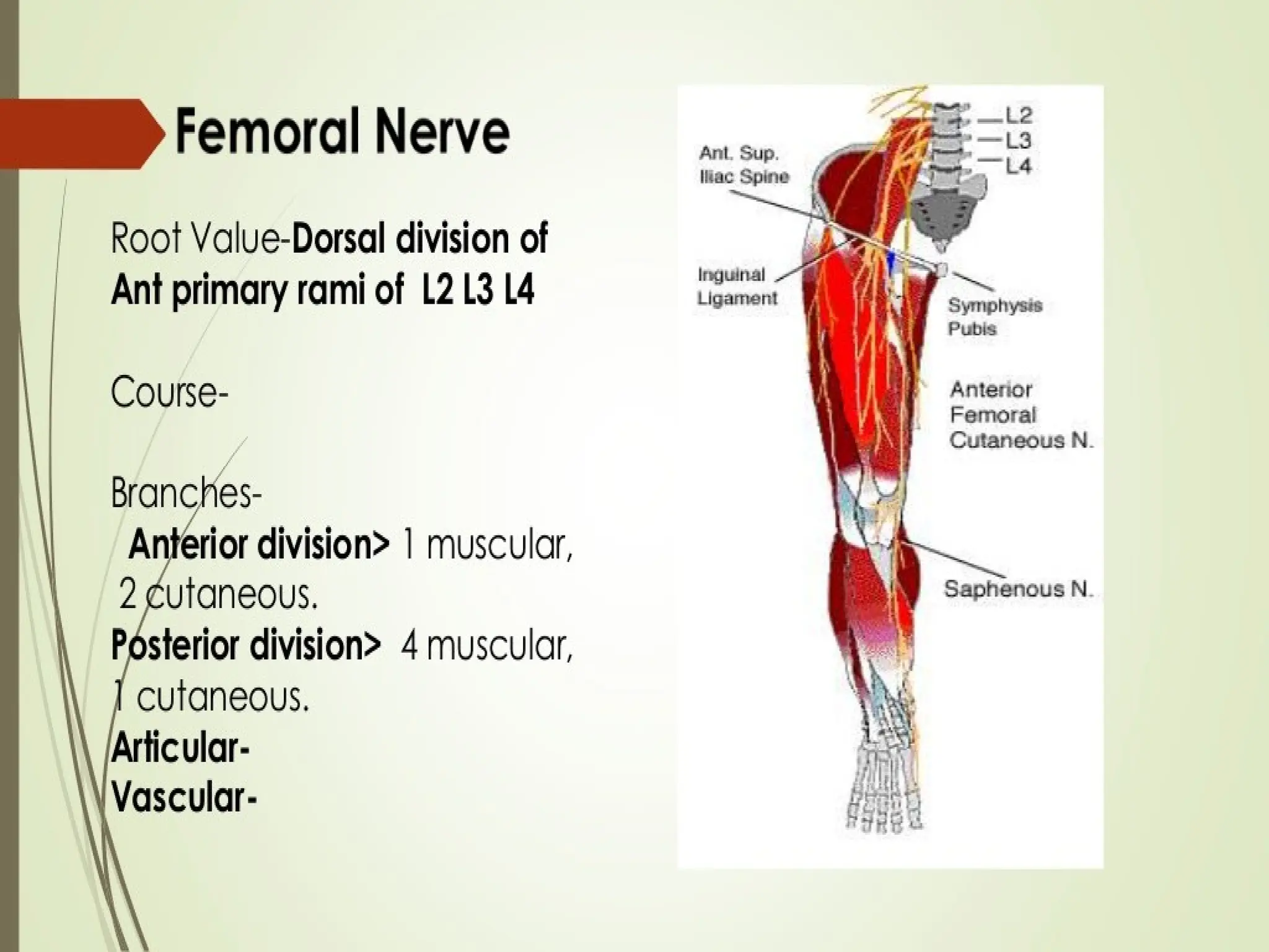 femoral triangle and its anatomy blood and nerve supply | PPT