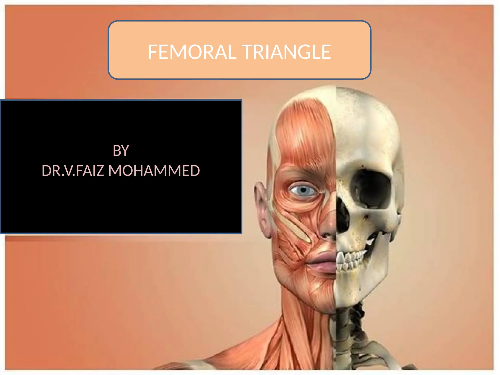 femoral triangle and its anatomy blood and nerve supply | PPT