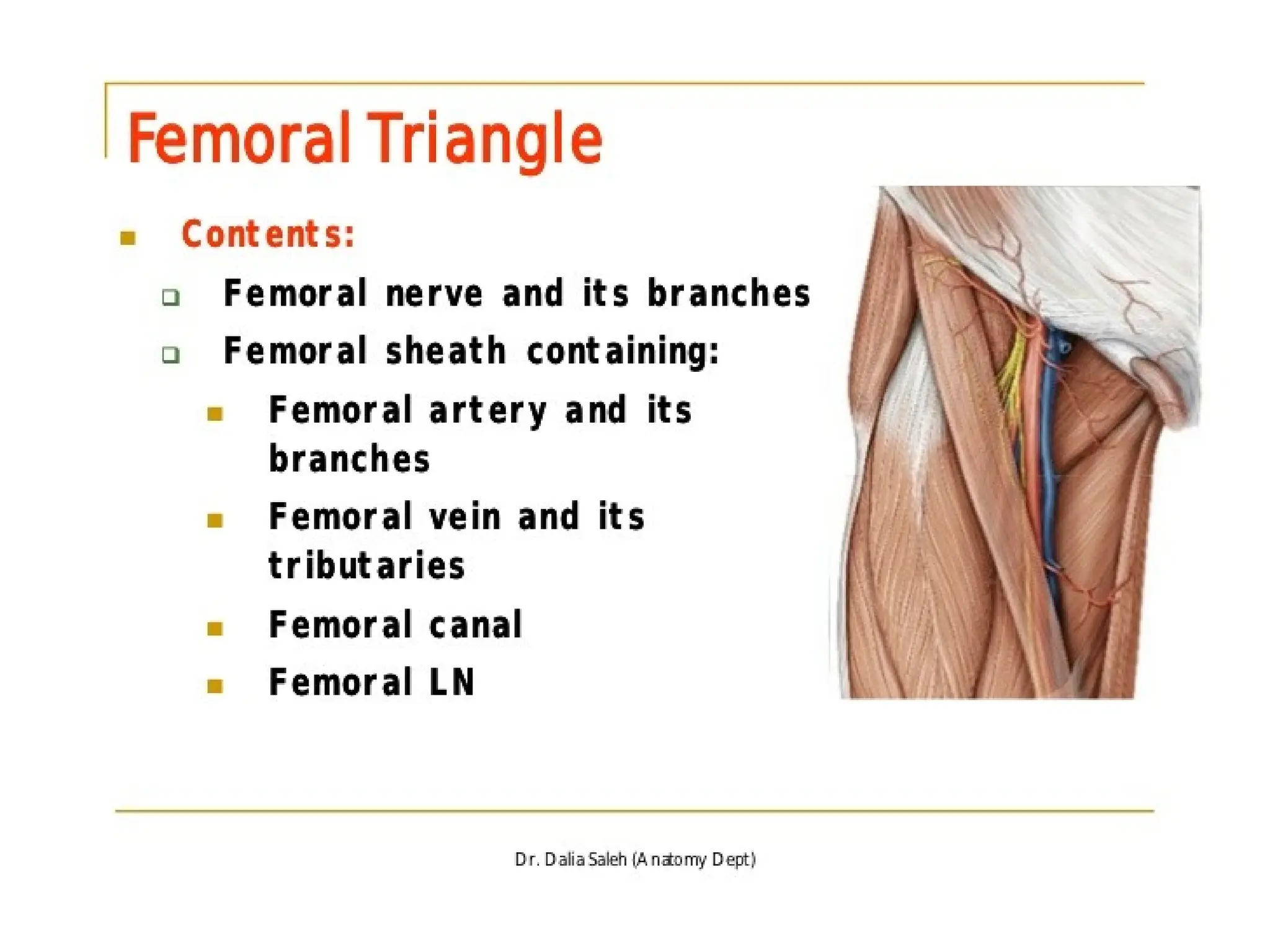 femoral triangle and its anatomy blood and nerve supply | PPT