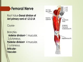 femoral triangle and its anatomy blood and nerve supply | PPT
