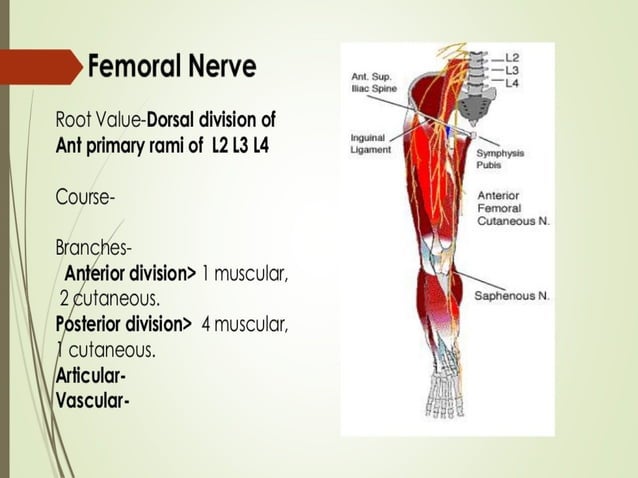 femoral triangle and its anatomy blood and nerve supply | PPT