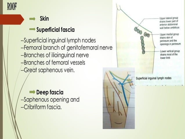 femoral triangle and its anatomy blood and nerve supply | PPT