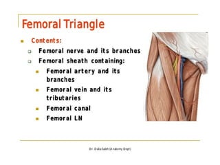 femoral triangle and its anatomy blood and nerve supply | PPT