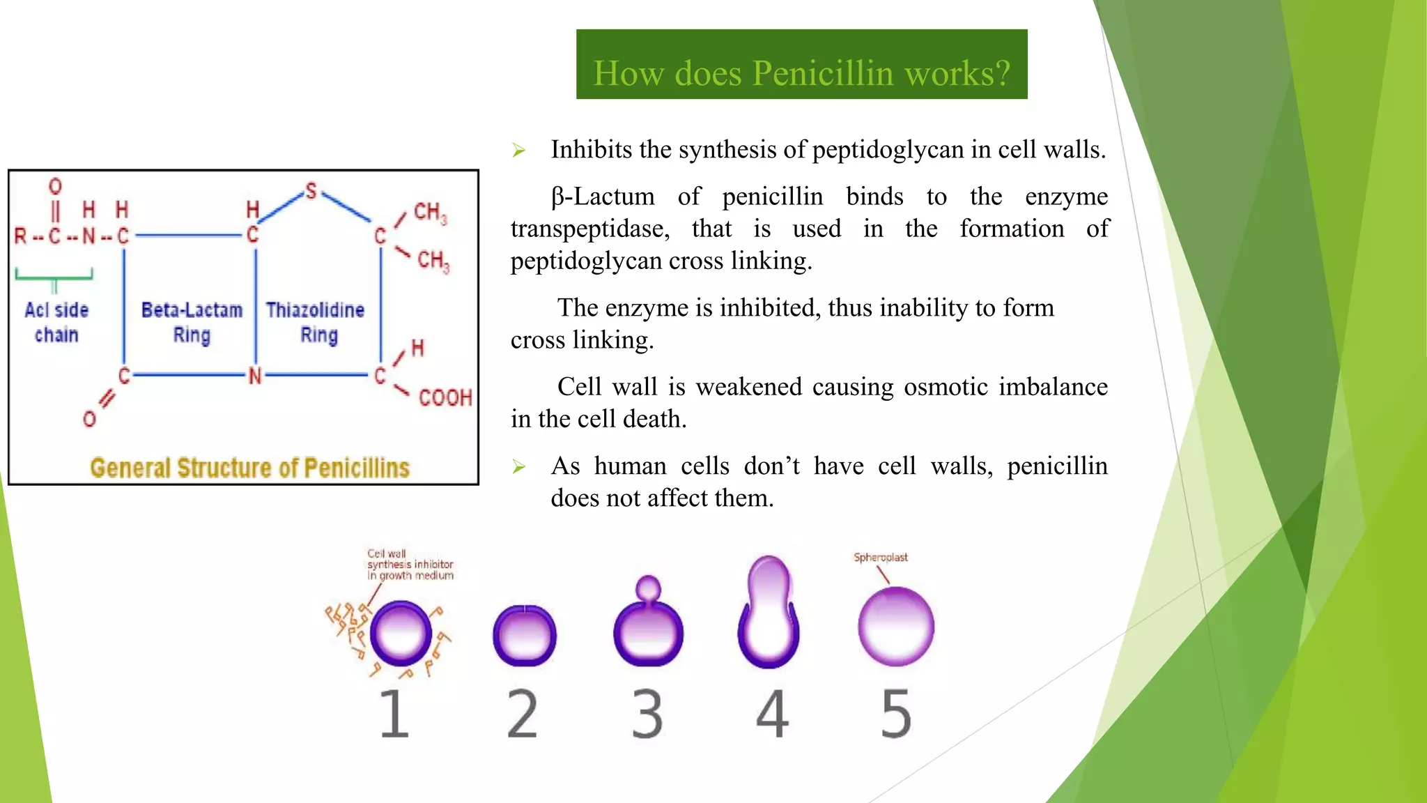 Basics on Penicilin production | PPTX