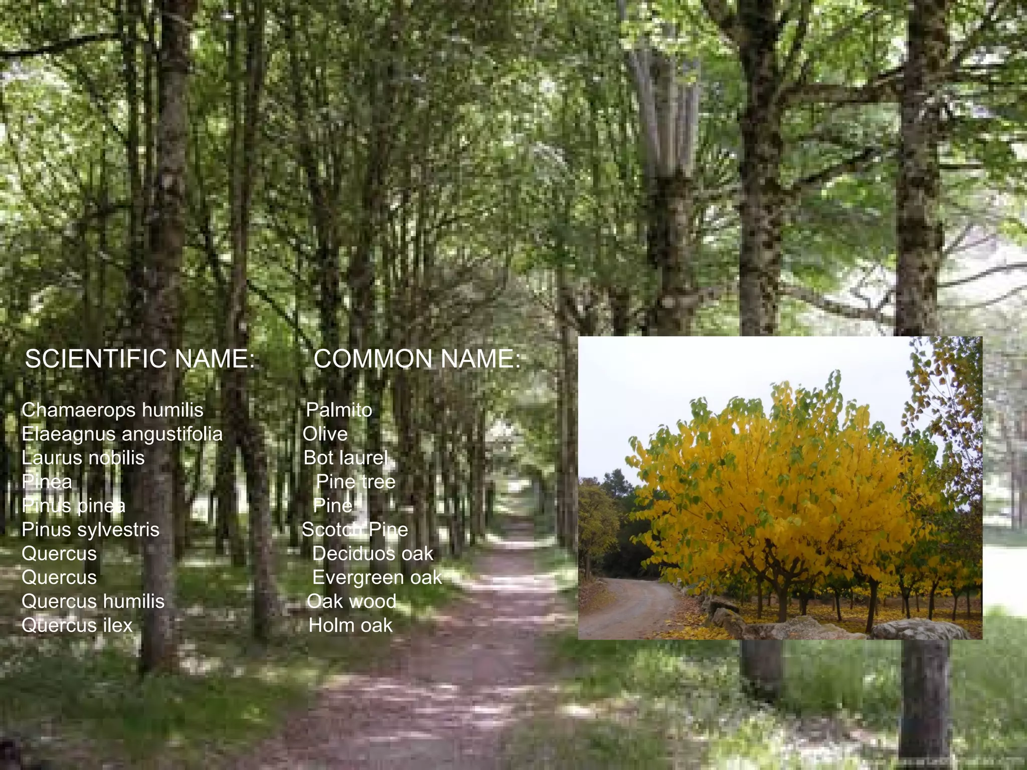 TREES TREASURE HUNT | PPT