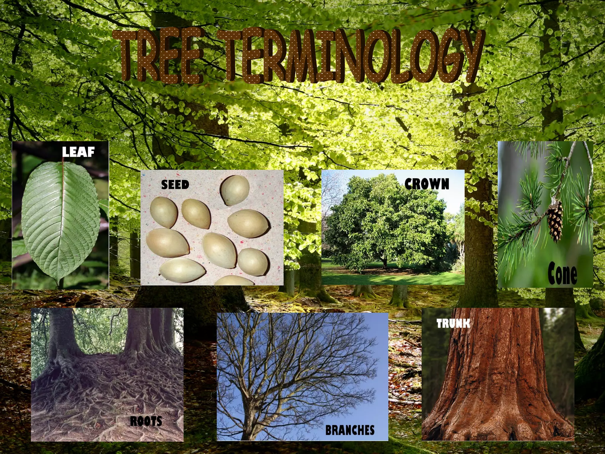 TREES TREASURE HUNT | PPT