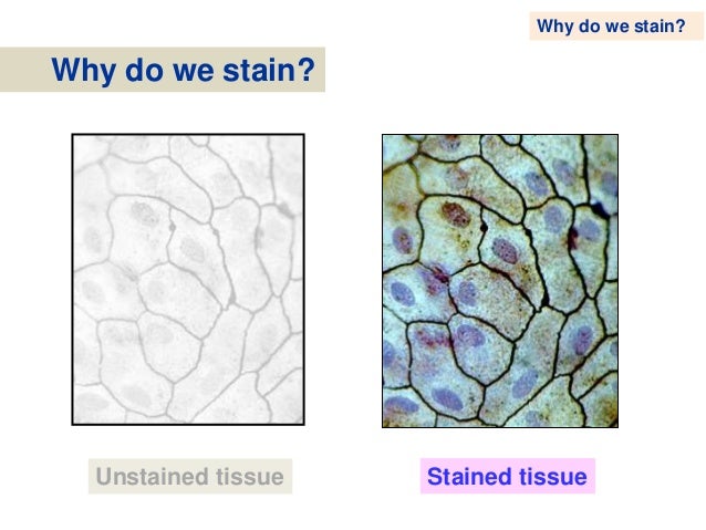 Staining for Conventional Light Microscopy