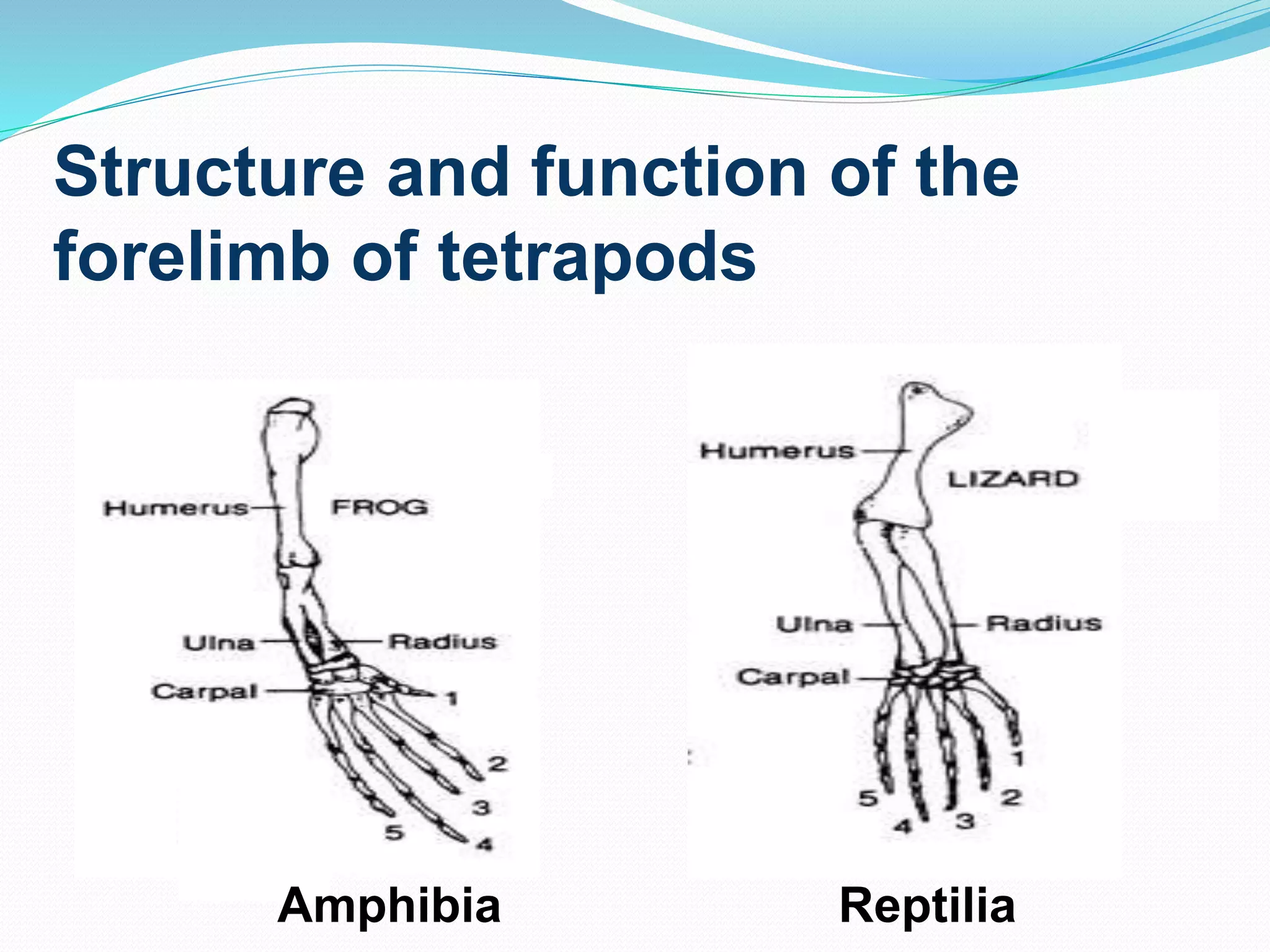 Comparative Anatomy of the Limb | PPTX
