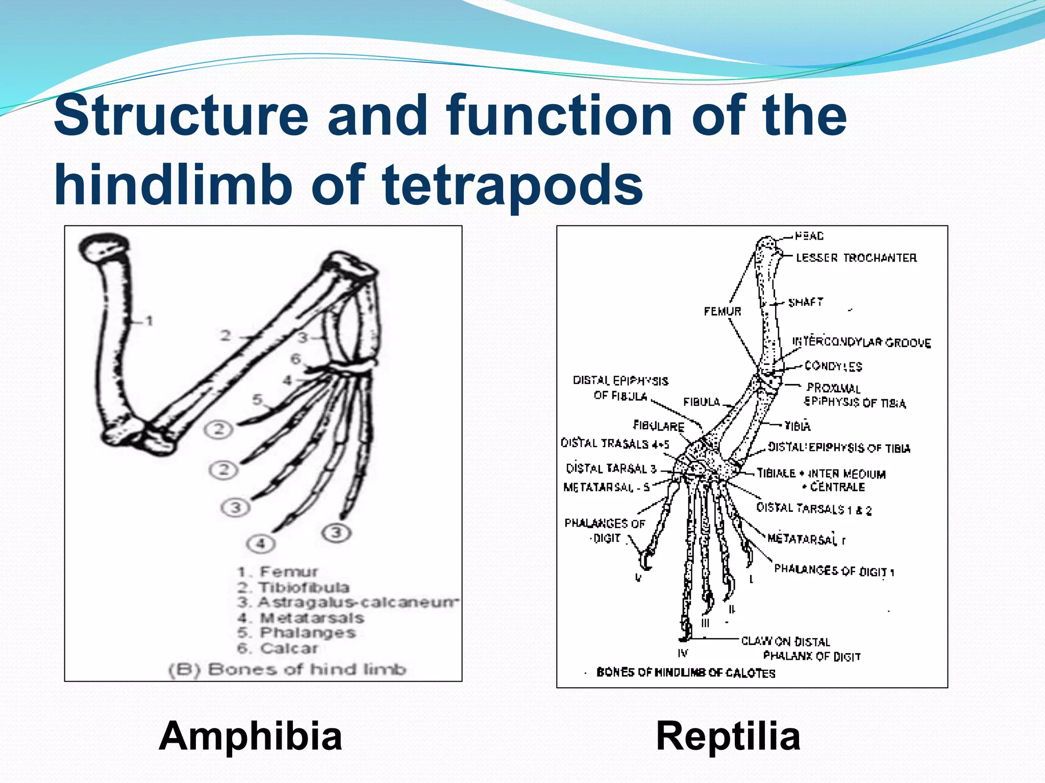 Comparative Anatomy of the Limb | PPTX
