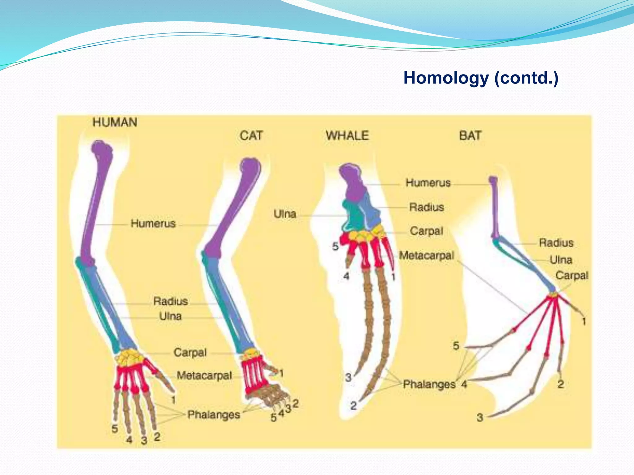 Comparative Anatomy of the Limb | PPTX