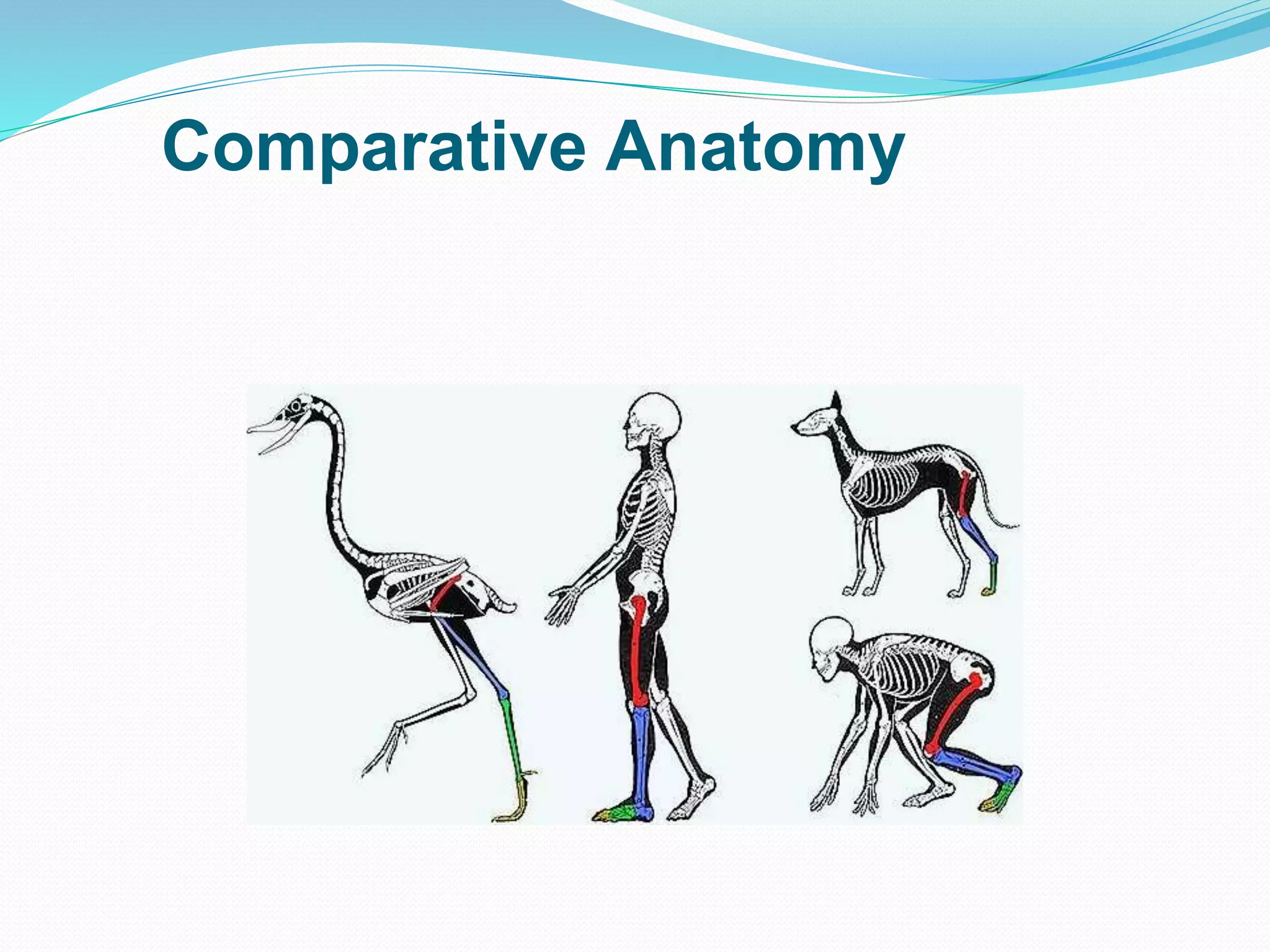 Comparative Anatomy of the Limb | PPTX