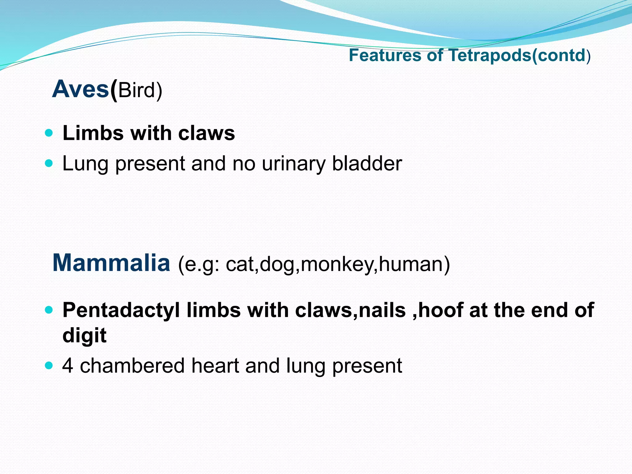 Comparative Anatomy of the Limb | PPTX