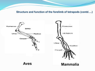 Comparative Anatomy of the Limb | PPTX