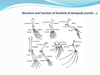 Comparative Anatomy of the Limb | PPTX