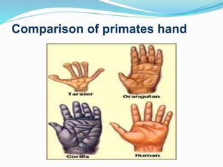 Comparative Anatomy of the Limb | PPTX