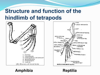 Comparative Anatomy of the Limb | PPTX