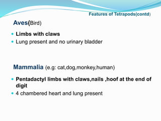 Comparative Anatomy of the Limb | PPTX