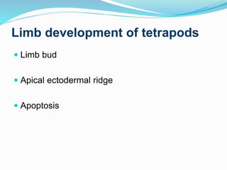 Comparative Anatomy of the Limb | PPTX