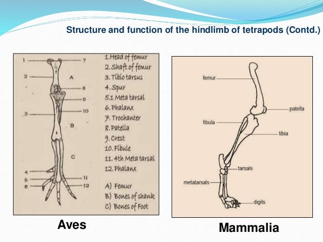 Comparative Anatomy of the Limb