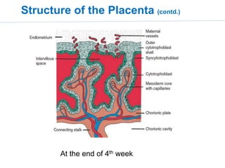 Structure-function relationship of the placenta and its anomalies | PPTX